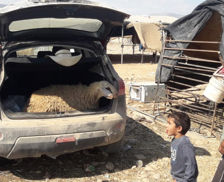 dyingsheep-cro-1 | Touching Photographs